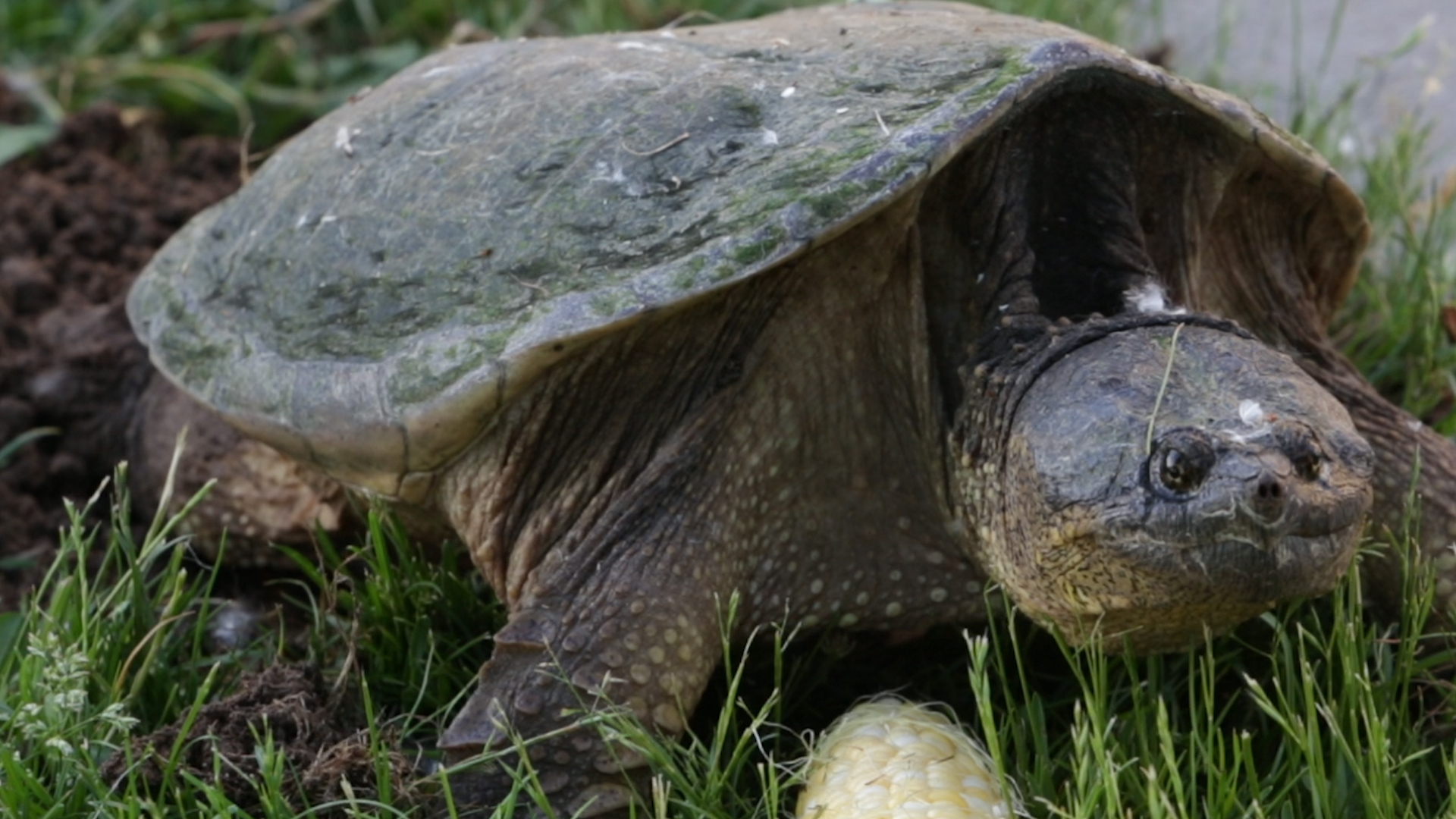 Rochester, NY – Our Back-Yard Part 17 ~ Snapping Turtle Anniversary ...