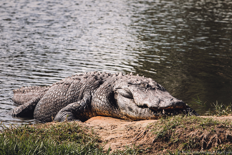There Are Gators in Florida – USA Through Our Eyes